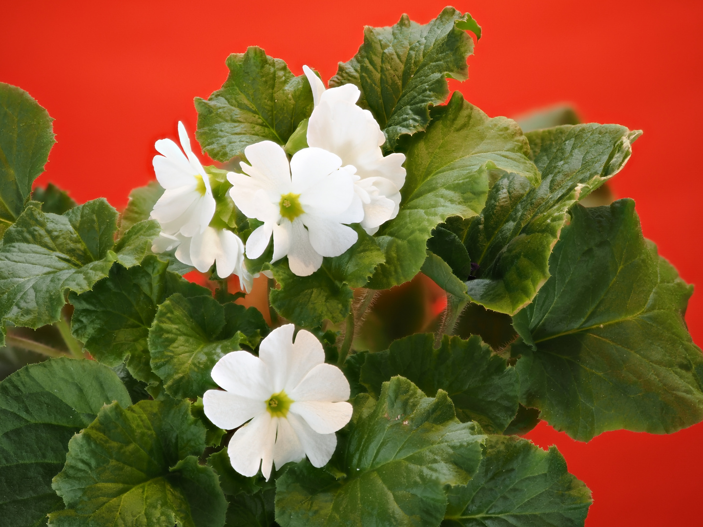 Die Primel, unser Frühblüher Foto & Bild | natur, pflanzen, primeln ...