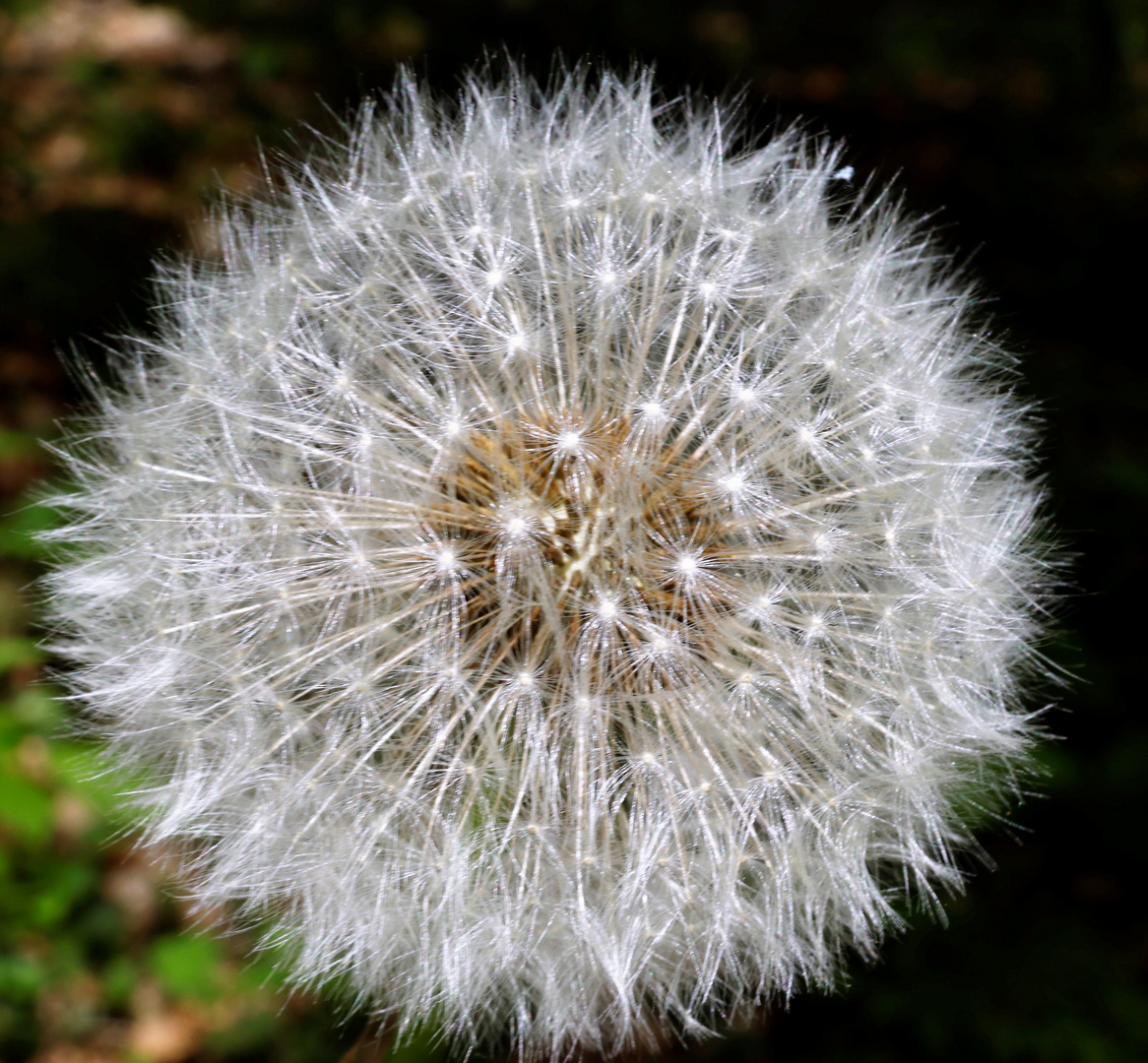 die Pusteblume.... Foto & Bild | pflanzen, pilze & flechten, natur ...