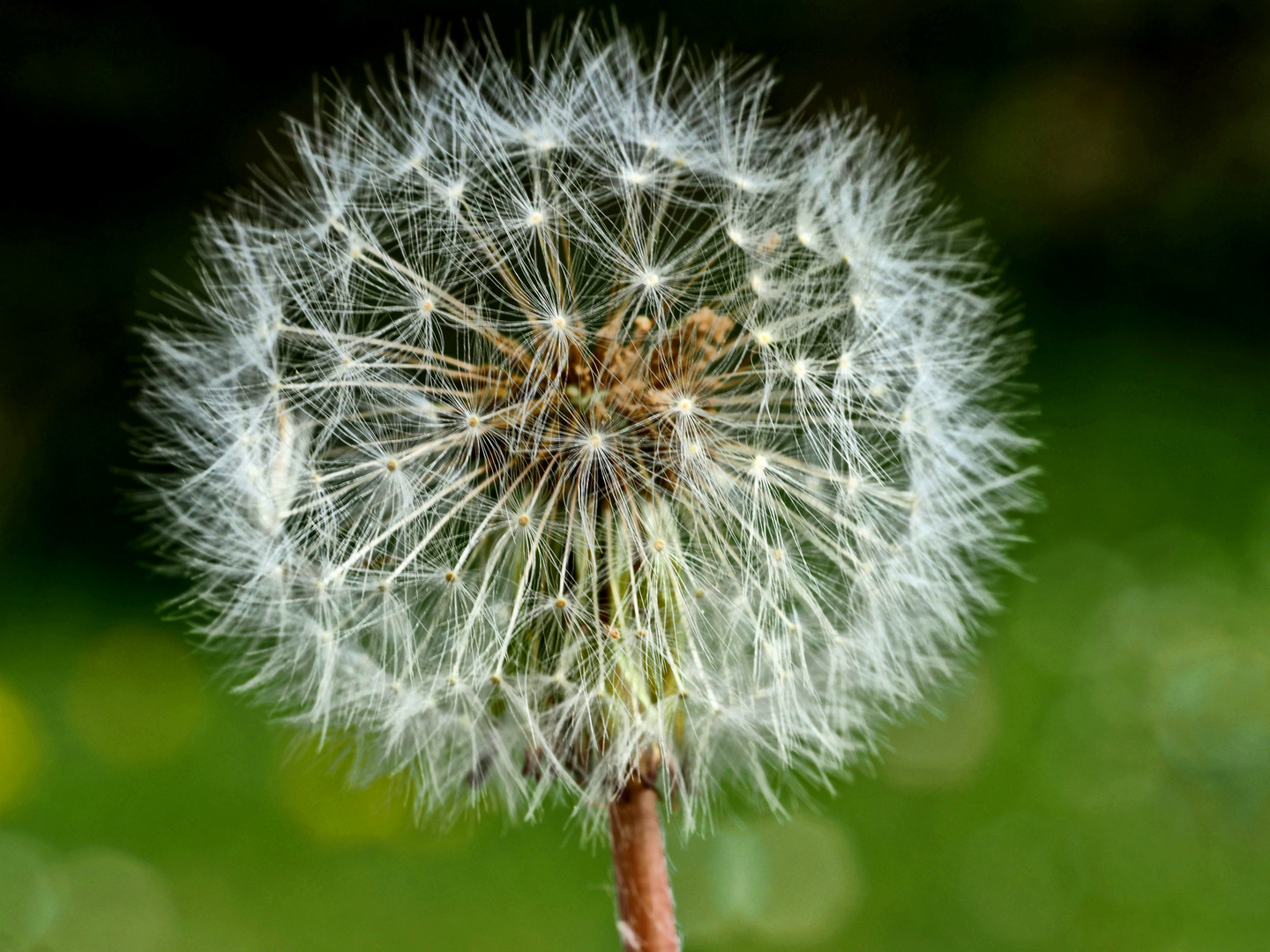 Die Pusteblume Foto And Bild Pflanzen Pilze And Flechten Blüten