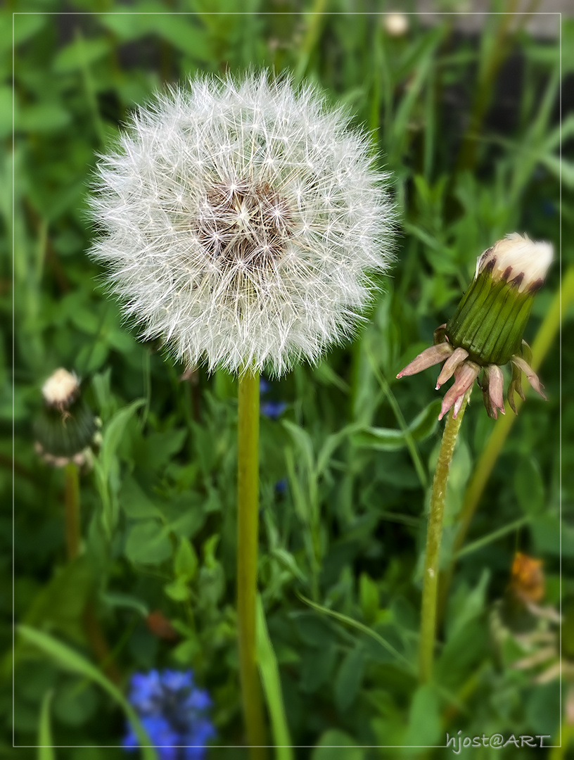 die Pusteblume ... Foto & Bild | fotos, nature, spezial Bilder auf ...