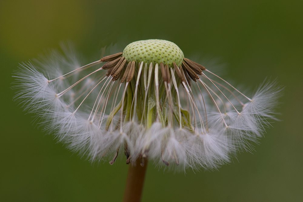 Die Pusteblume Foto & Bild | outdoor, makro, wiese Bilder auf fotocommunity