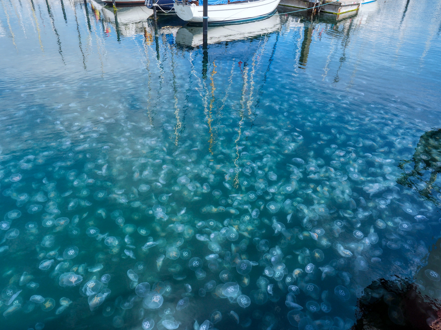 Die Qualle Foto & Bild | deutschland, europe, schleswig- holstein ...
