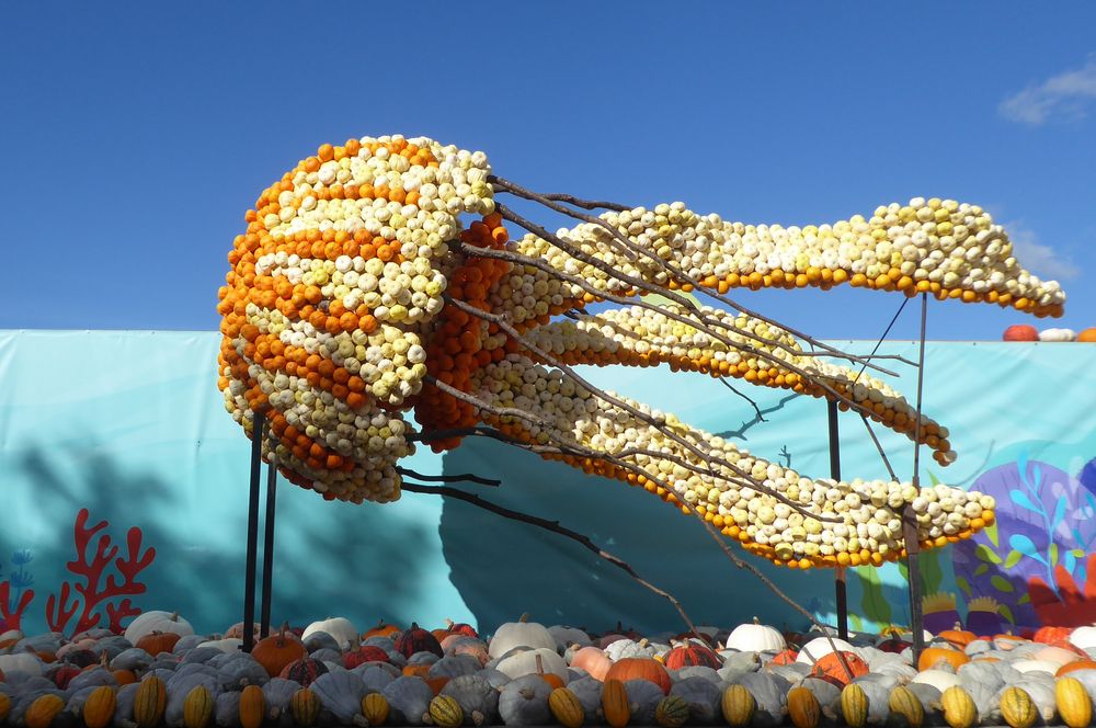 Die Qualle Foto & Bild | stillleben, pflanzen, pilze & flechten ...