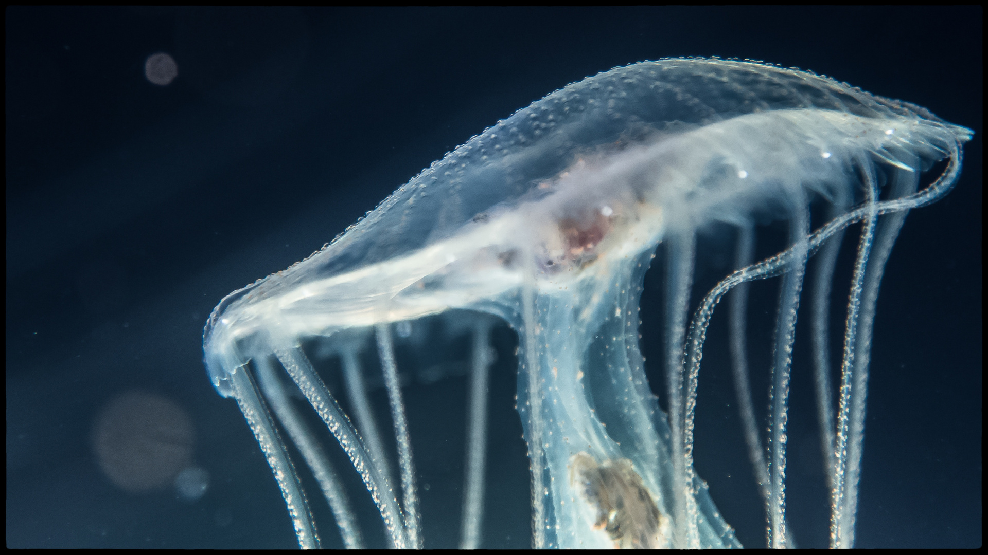 Die Qualle durch das Weltmeer segelt... Foto & Bild | tiere ...