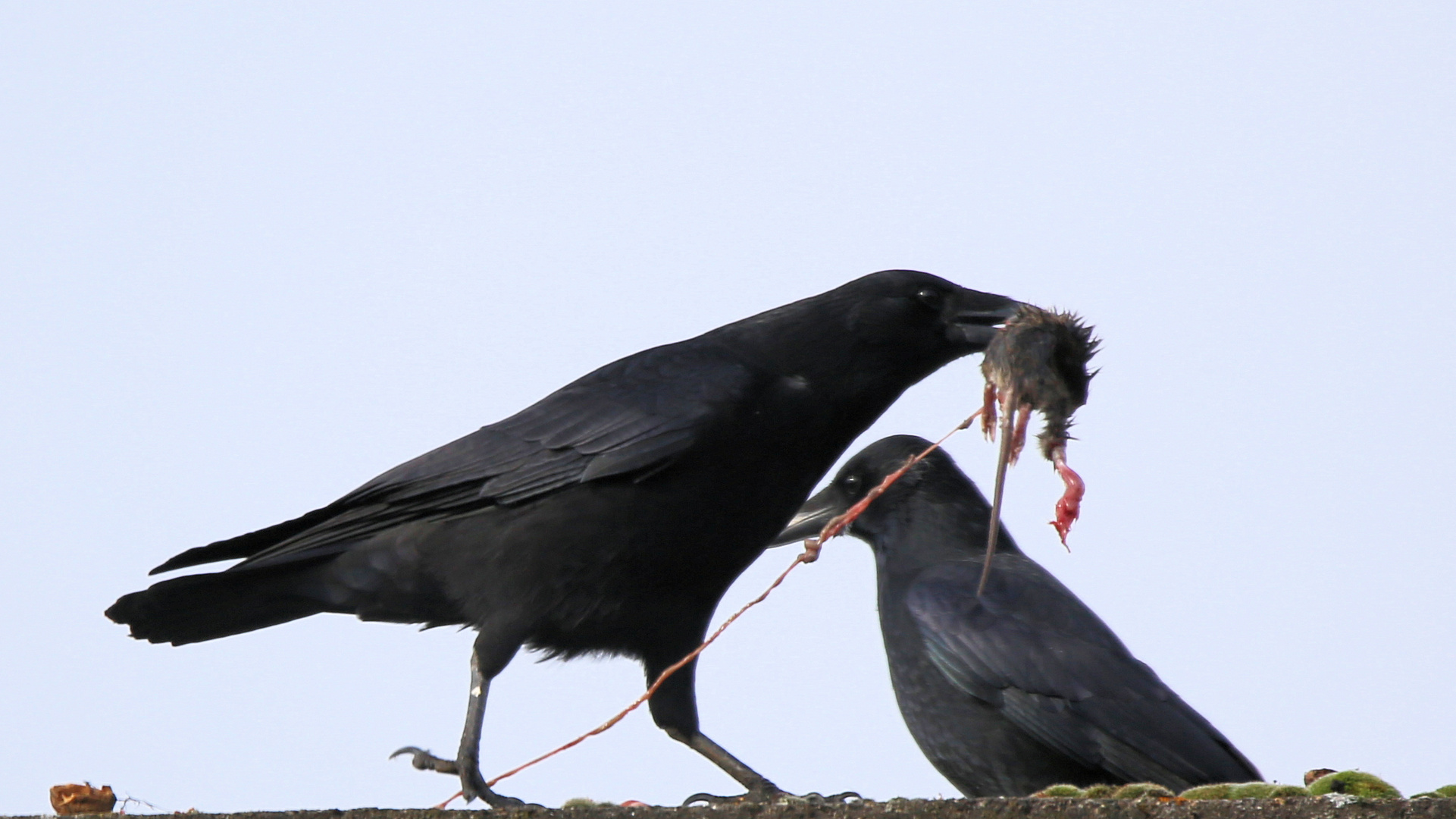 Die Raben Foto & Bild | tiere, wildlife, wild lebende vögel Bilder auf ...