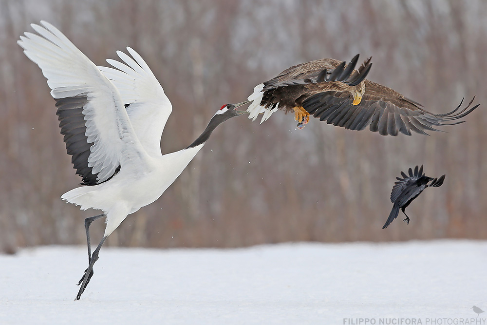 ~ die Rache ~ Foto & Bild | tiere, wildlife, wild lebende vögel Bilder ...