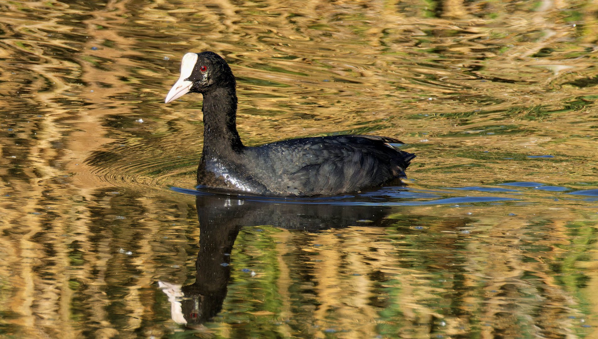 Die Ralle.... Foto & Bild | natur, tiere, wildlife Bilder auf fotocommunity