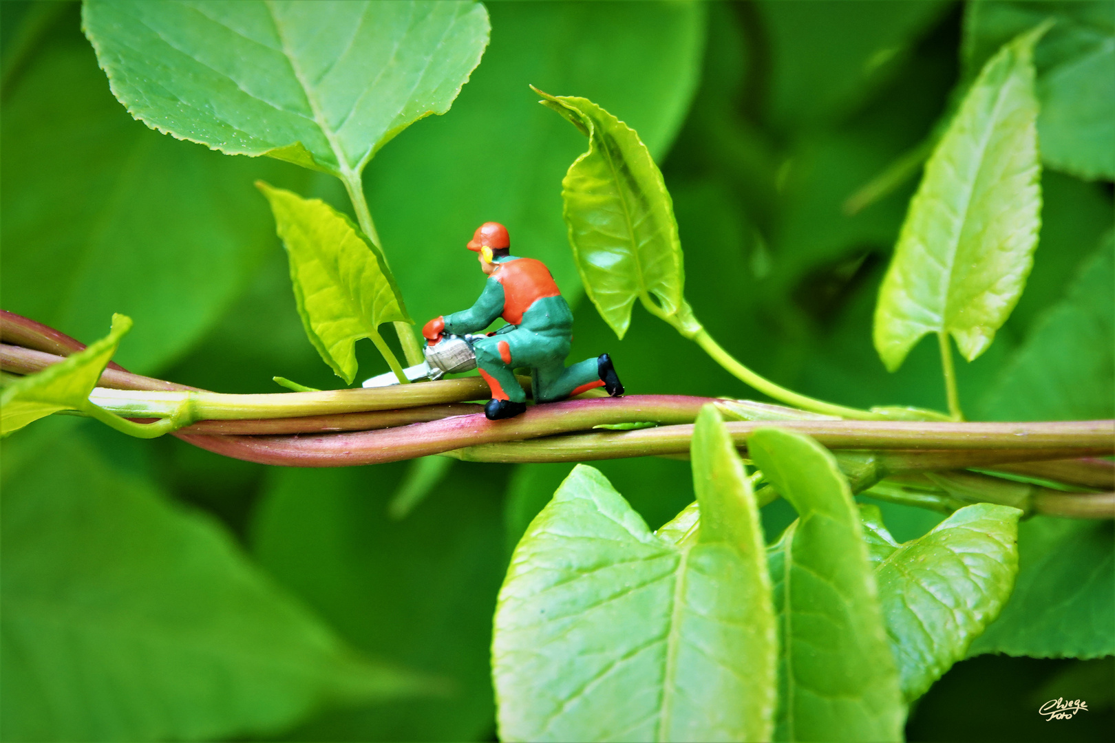 Die Ranken der Gewöhnlichen Waldrebe... Foto & Bild | natur, pflanzen ...