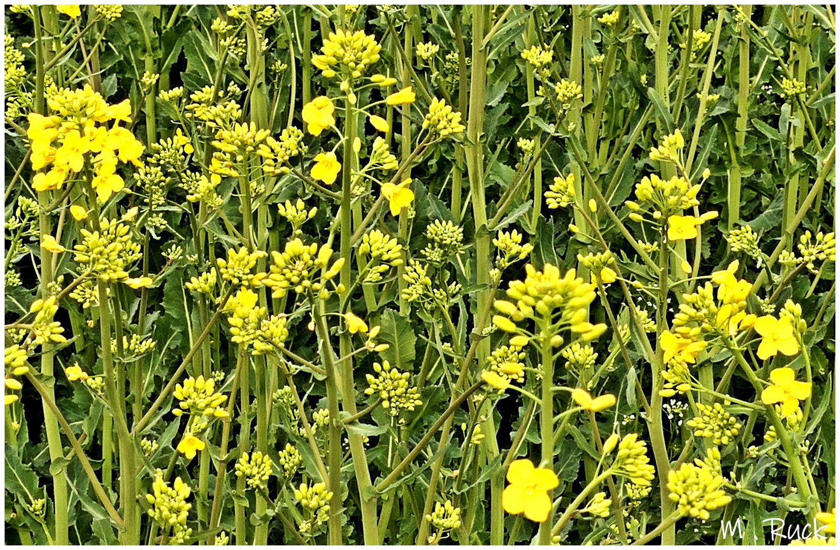 Die Rapsblüten werden täglich mehr , Foto & Bild | pflanzen, pilze ...