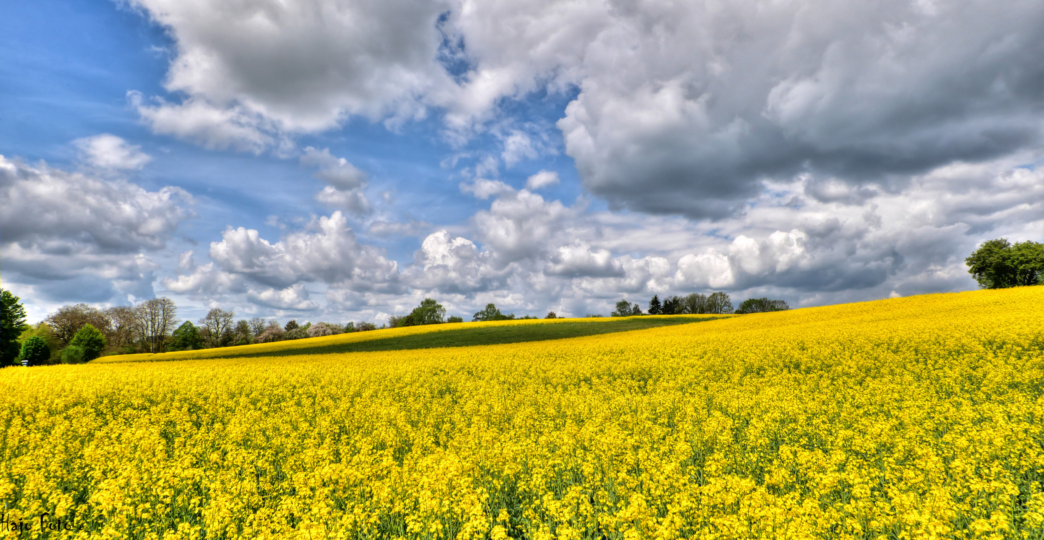 Die Rapsfelder.... Foto & Bild | landschaft, jahreszeiten, frühling ...