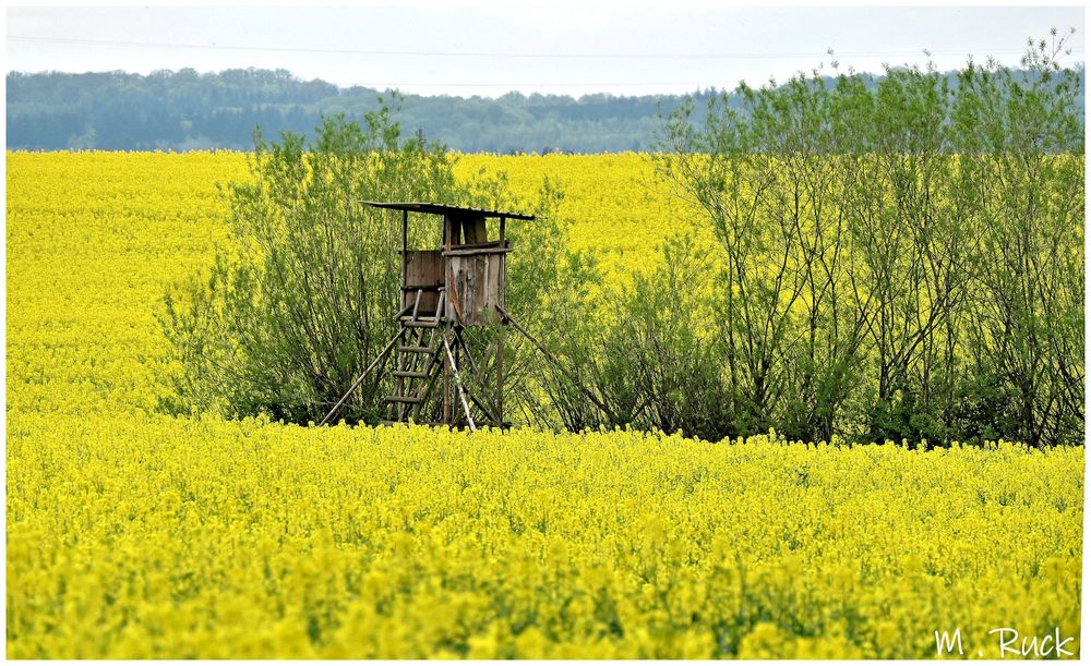 Die Rapsfelder stehen in voller Blüte , Foto & Bild | pflanzen, pilze ...