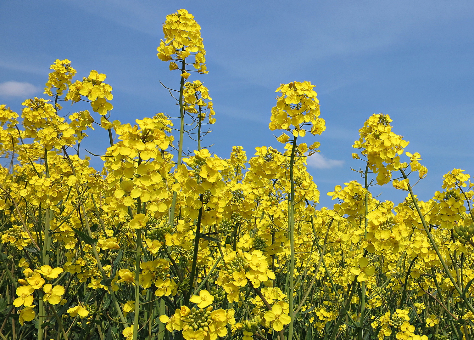 Die Rapsfelder zeigen sich auch in Schleswig-Holstein langsam gelb Foto ...