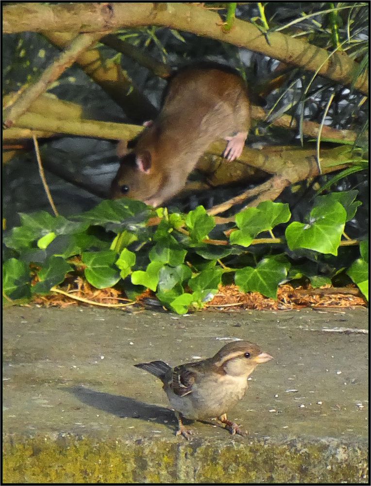 Die Ratte ... Foto & Bild | natur, tiere, vögel Bilder auf fotocommunity