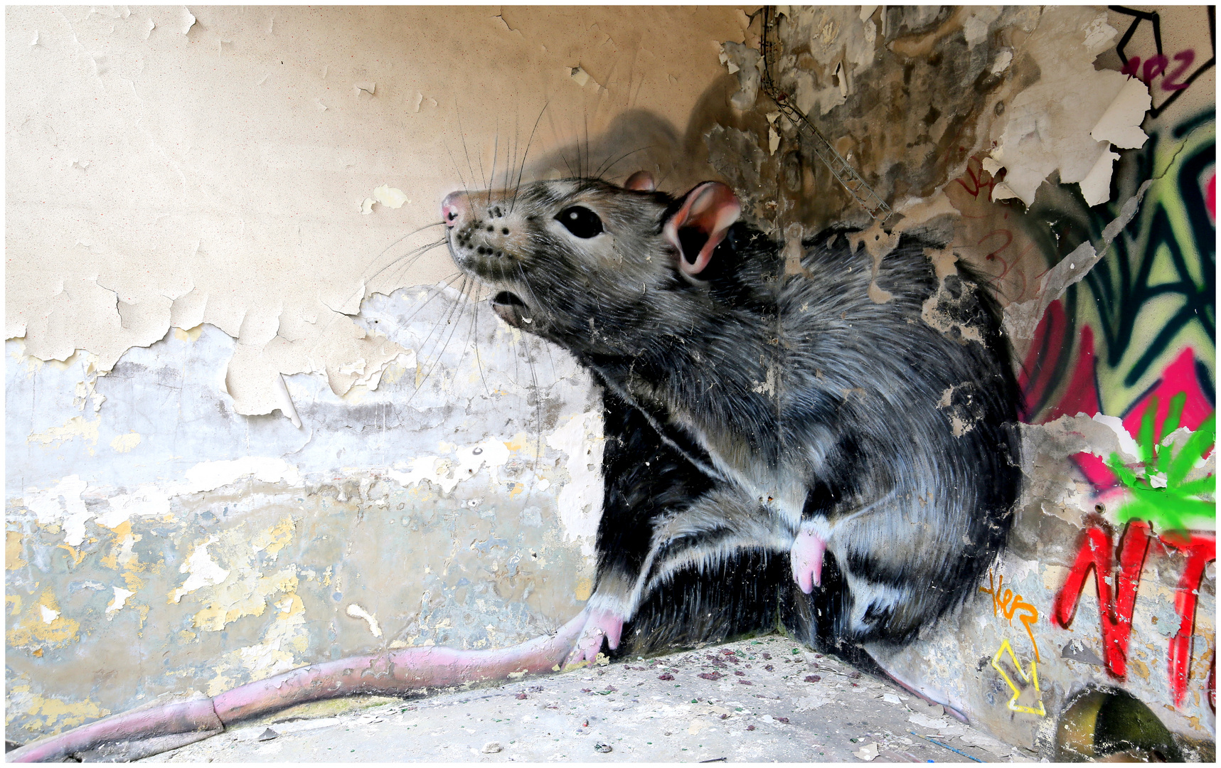 Die Ratte.... Foto & Bild | fotos, art, spezial Bilder auf fotocommunity