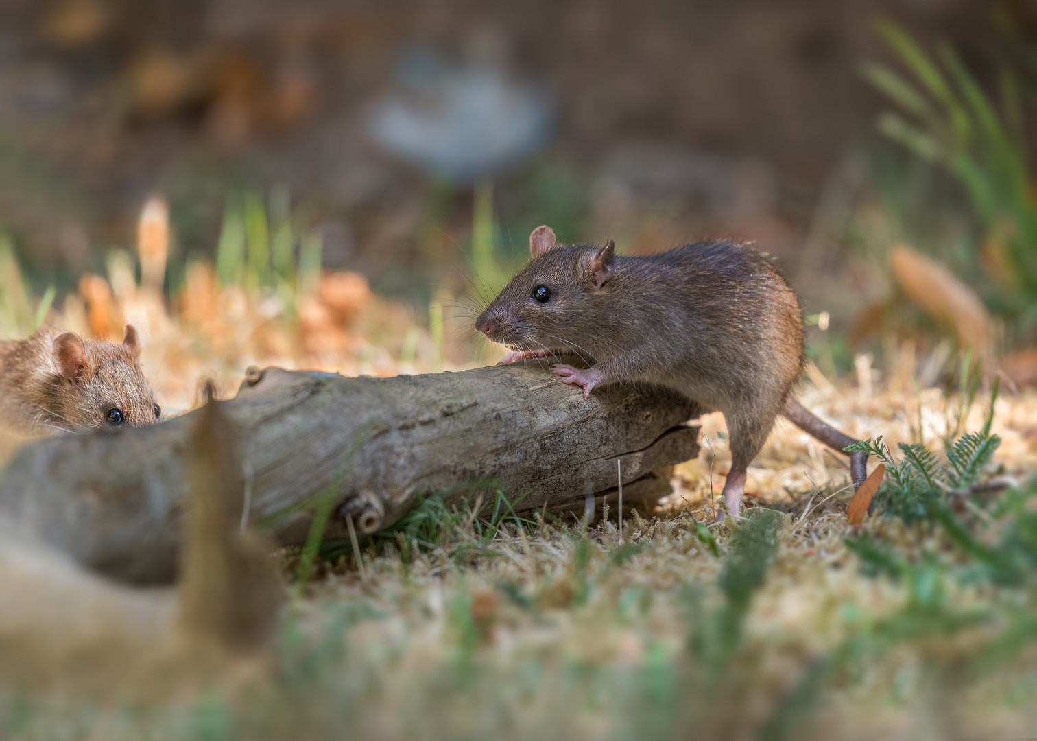 Die Ratten (Rattus) Foto & Bild | nager, natur, tiere Bilder auf ...