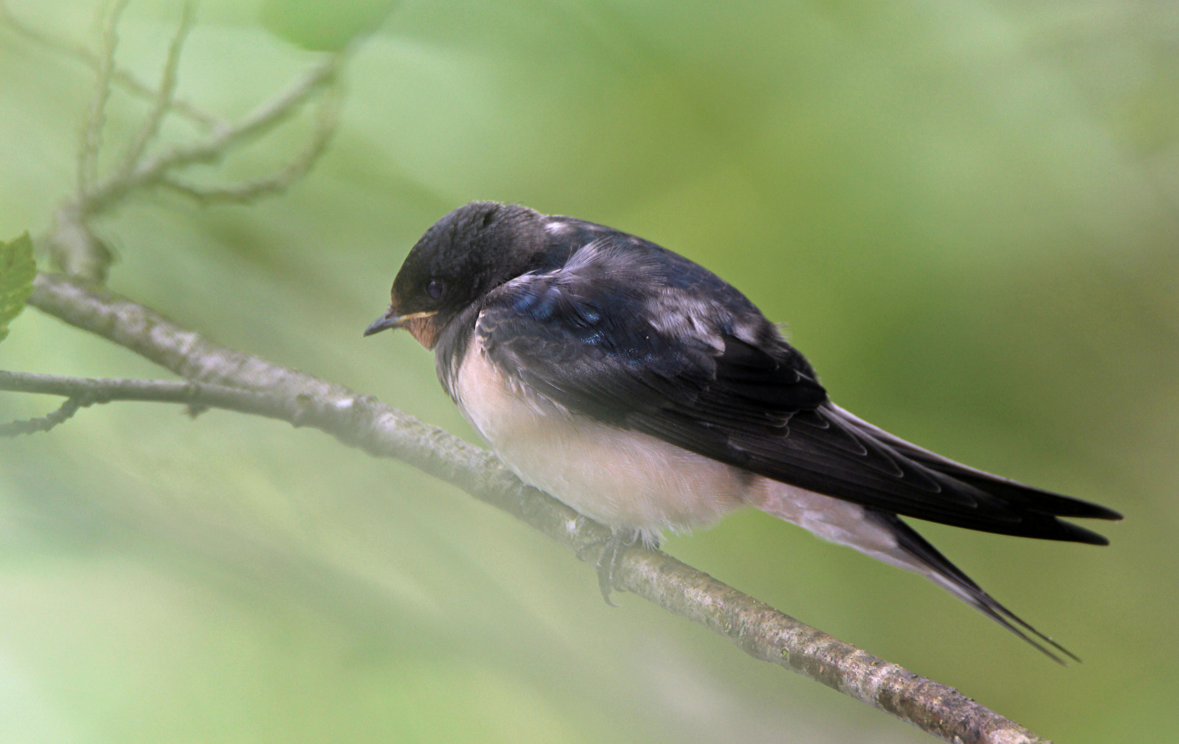 Die Rauchschwalbe Foto & Bild | tiere, wildlife, wild lebende vögel Bilder auf fotocommunity