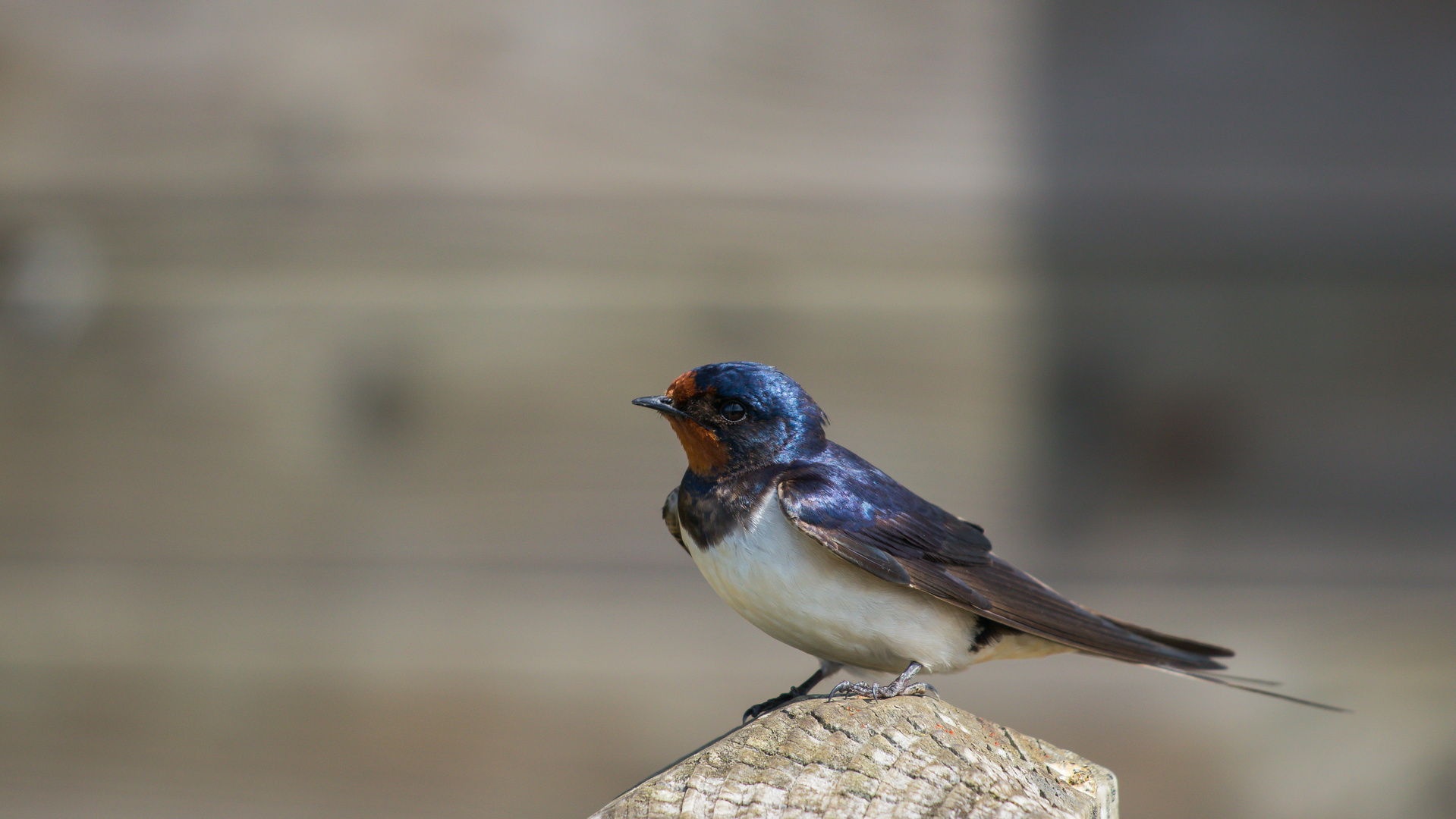 Die Rauchschwalbe Foto & Bild | deutschland, europe, niedersachsen Bilder auf fotocommunity