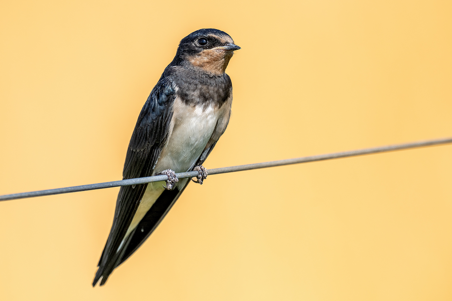 Die Rauchschwalbe Foto & Bild | nature, summer, wiese Bilder auf fotocommunity