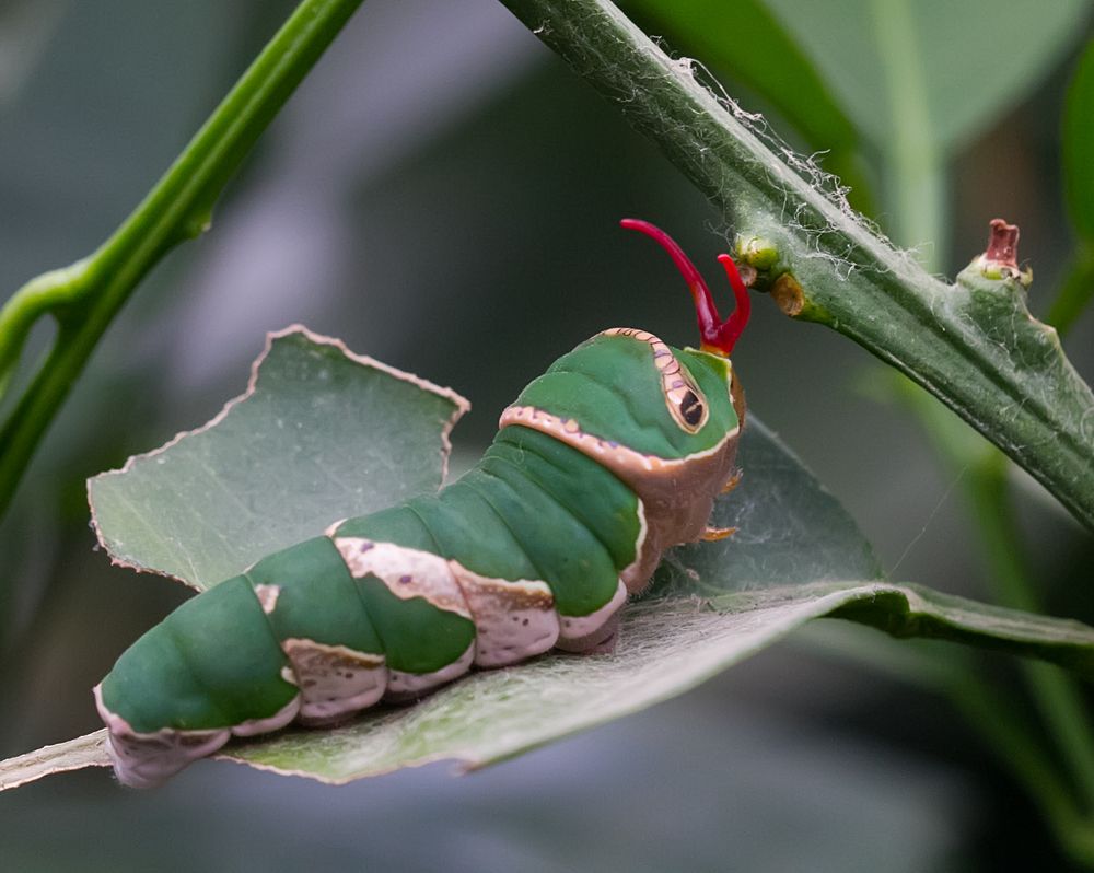 Die Raupe Foto & Bild | tiere, zoo, wildpark & falknerei, insekten ...