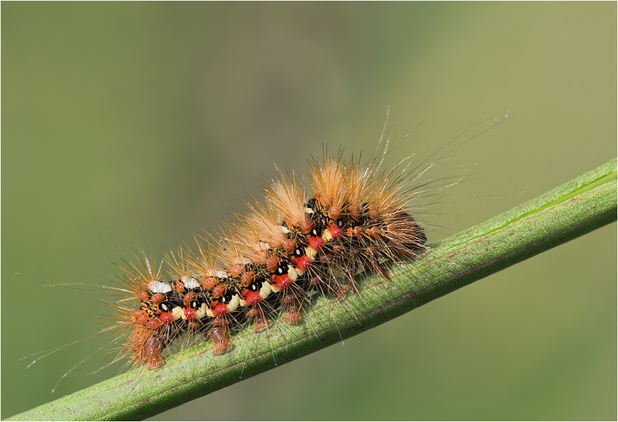 Die Raupe .... Foto & Bild | tiere, wildlife, insekten Bilder auf ...