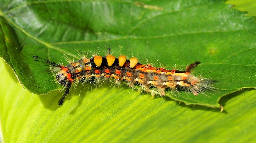 Die Raupe.... Foto & Bild | natur, raupe, raupen Bilder auf fotocommunity