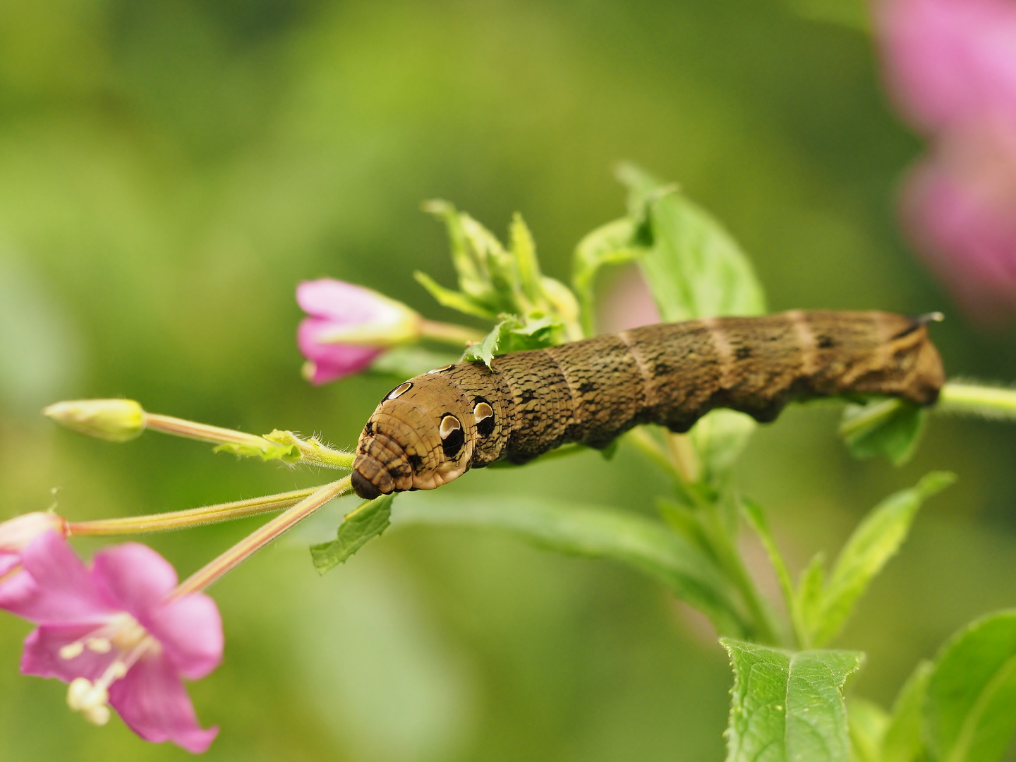 Die Raupe..... Foto & Bild | tiere, wildlife, insekten Bilder auf ...