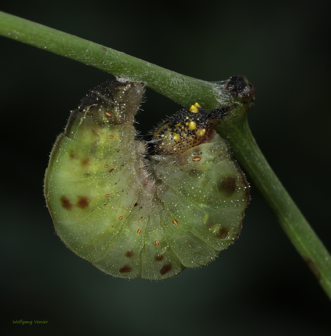 die Raupe Foto & Bild | nah- & makro, tiere, wildlife Bilder auf ...