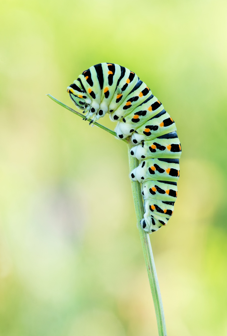 Die Raupe Foto & Bild | wiese, natur, pflanzen Bilder auf fotocommunity