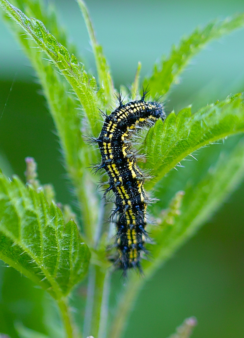 die Raupe des kleinen Fuchses Foto & Bild | tiere, wildlife, insekten ...