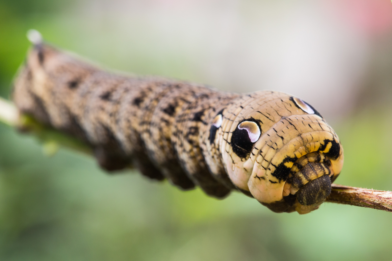 Die Raupe... Foto & Bild | tiere, wildlife, schmetterlinge Bilder auf ...