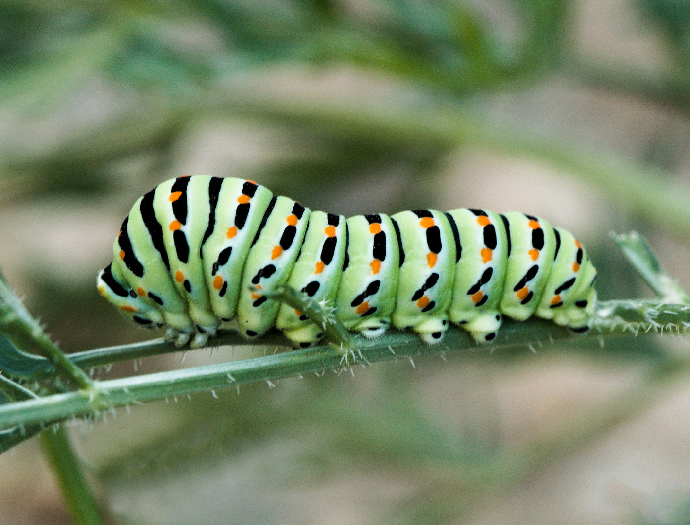 Die Raupe eines Schwalbenschwanzes Foto & Bild | tiere, wildlife ...