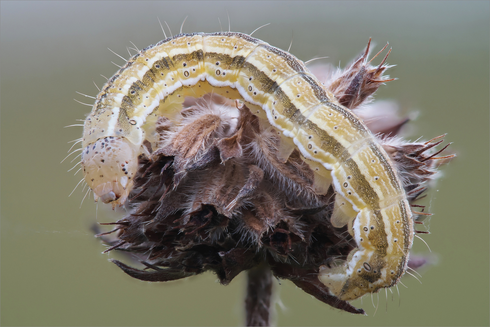 Die Raupe Foto & Bild | makro, natur, nahaufnahme Bilder auf fotocommunity