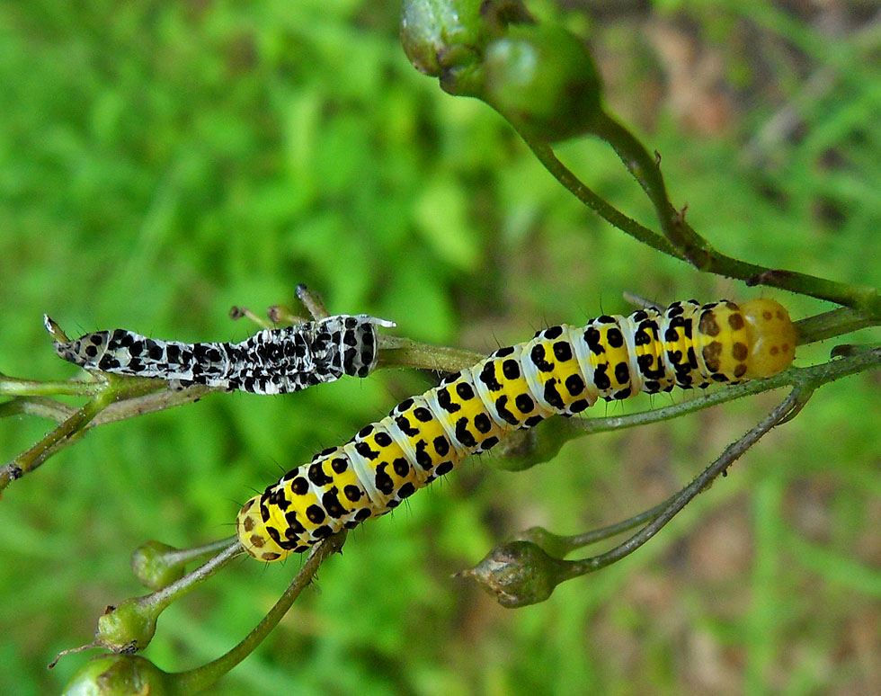 Die Raupe nach ihrer Häutung Foto & Bild | tiere, wildlife, insekten ...