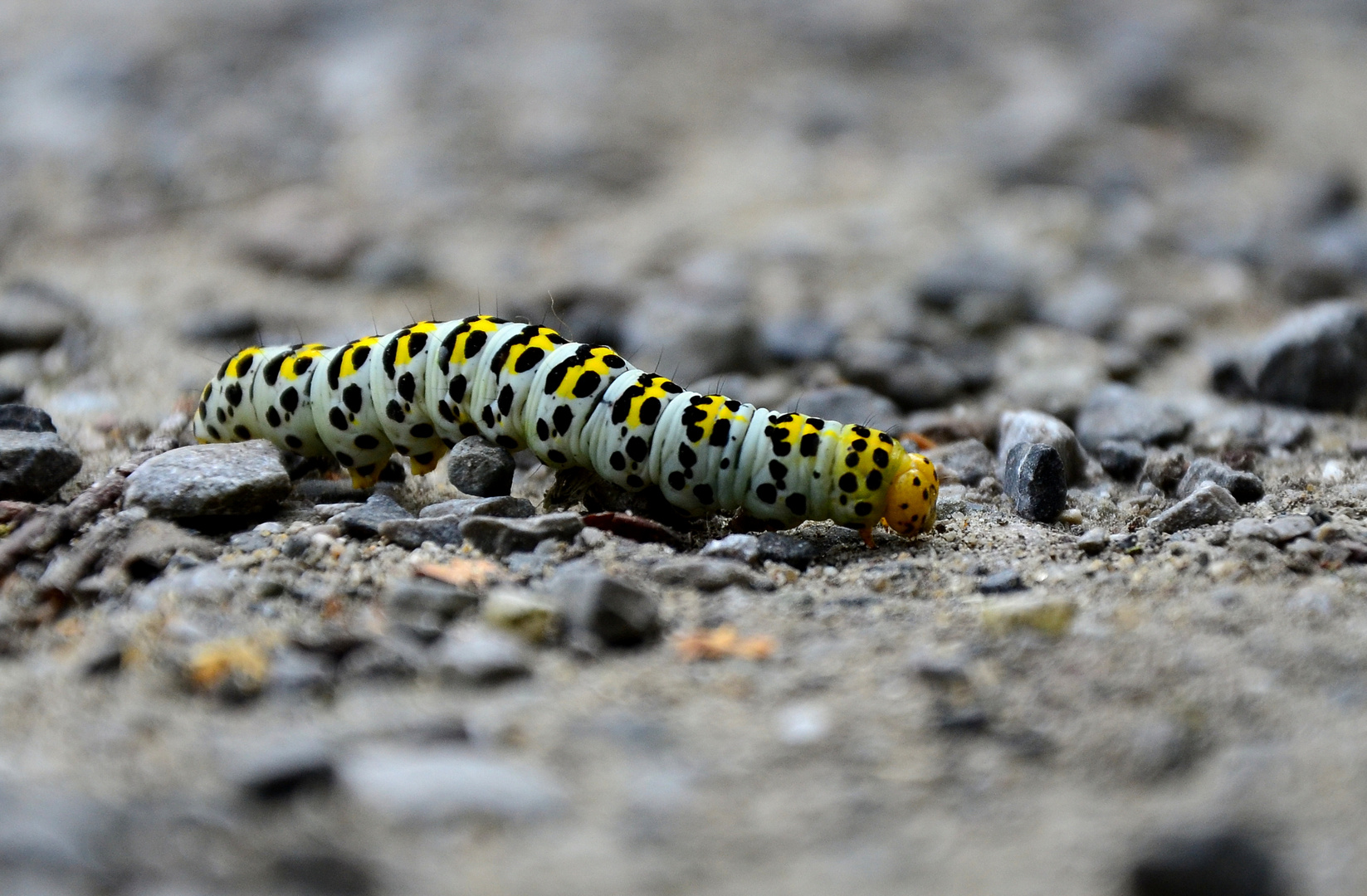 Die Raupe vom.................--- Foto & Bild | tiere, wildlife ...