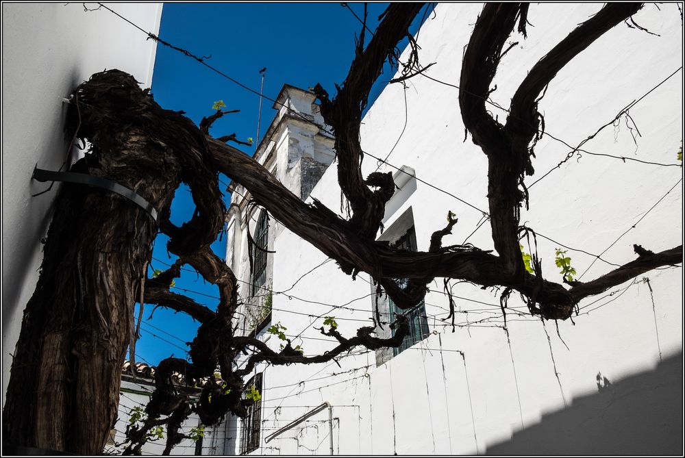 Die Rebe Foto & Bild | europe, spain, pflanzen, pilze & flechten Bilder ...