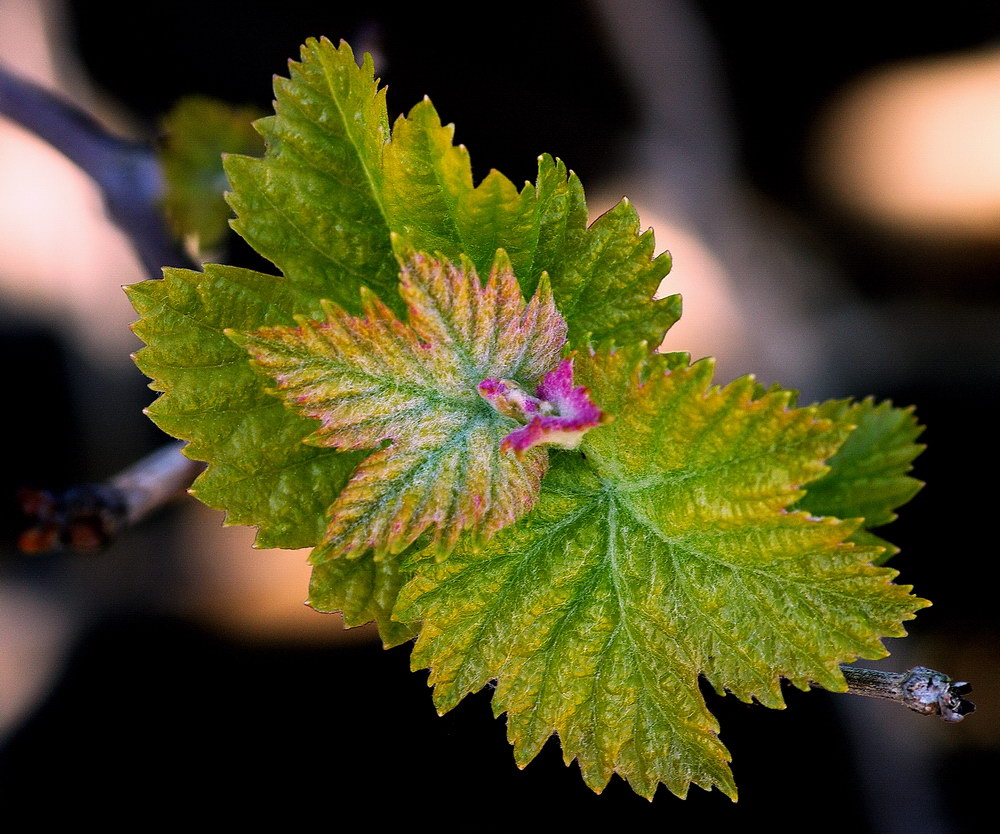 die Rebe wächst Foto & Bild | pflanzen, pilze & flechten, rankgewächse ...