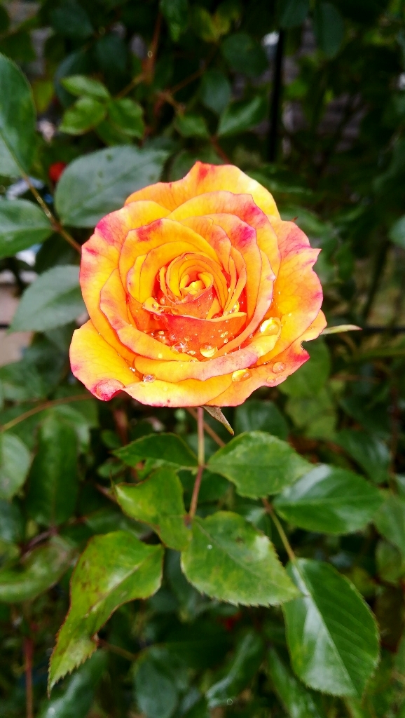 Die Redova Rose Foto & Bild | landschaft, garten- & parklandschaften ...