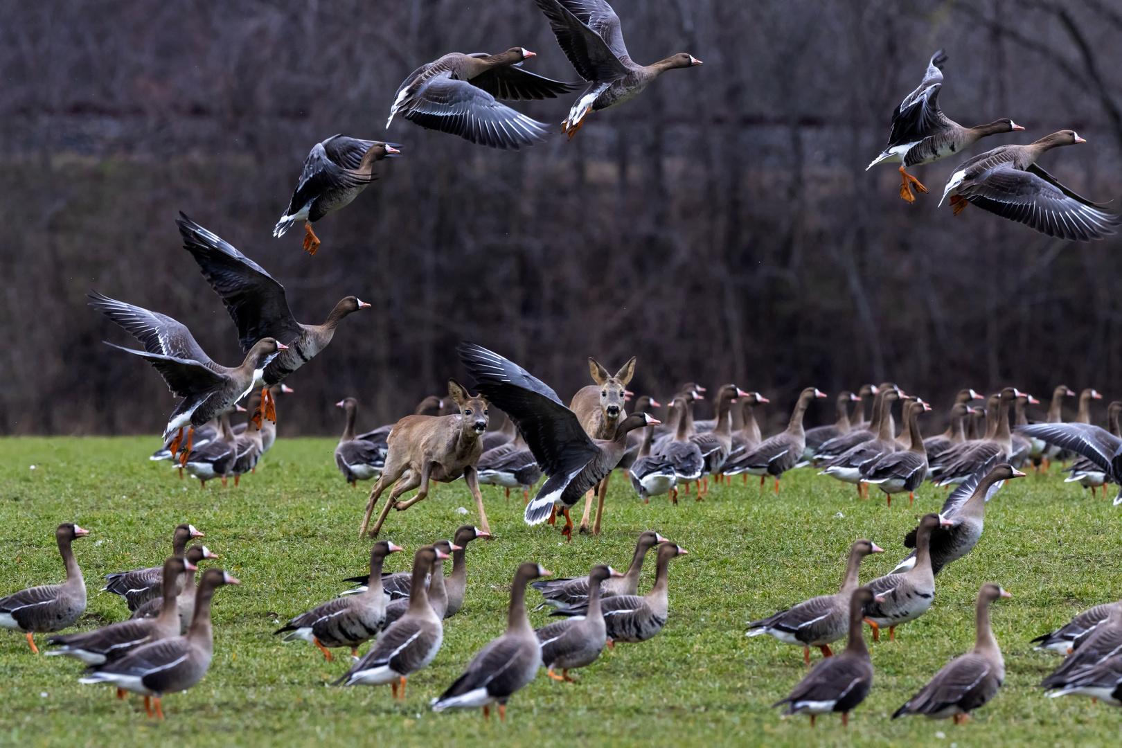 Die Rehe... Foto & Bild | nature, natur, bird Bilder auf fotocommunity
