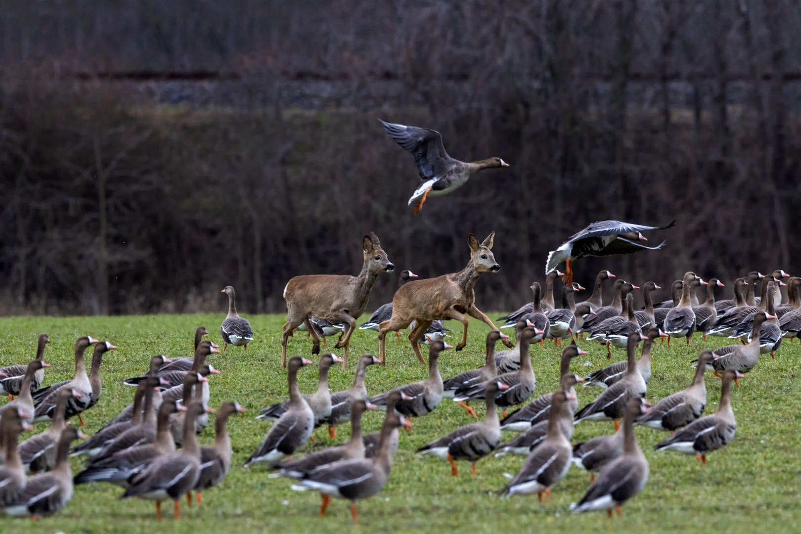 Die Rehe... Foto & Bild | nature, natur, bird Bilder auf fotocommunity
