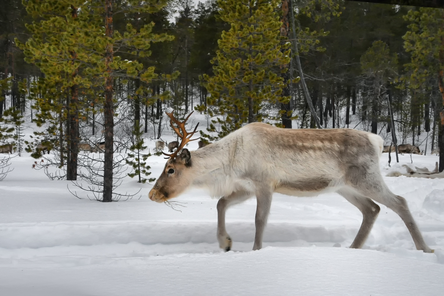die Rentiere Foto & Bild | schnee, europa, norden Bilder auf fotocommunity