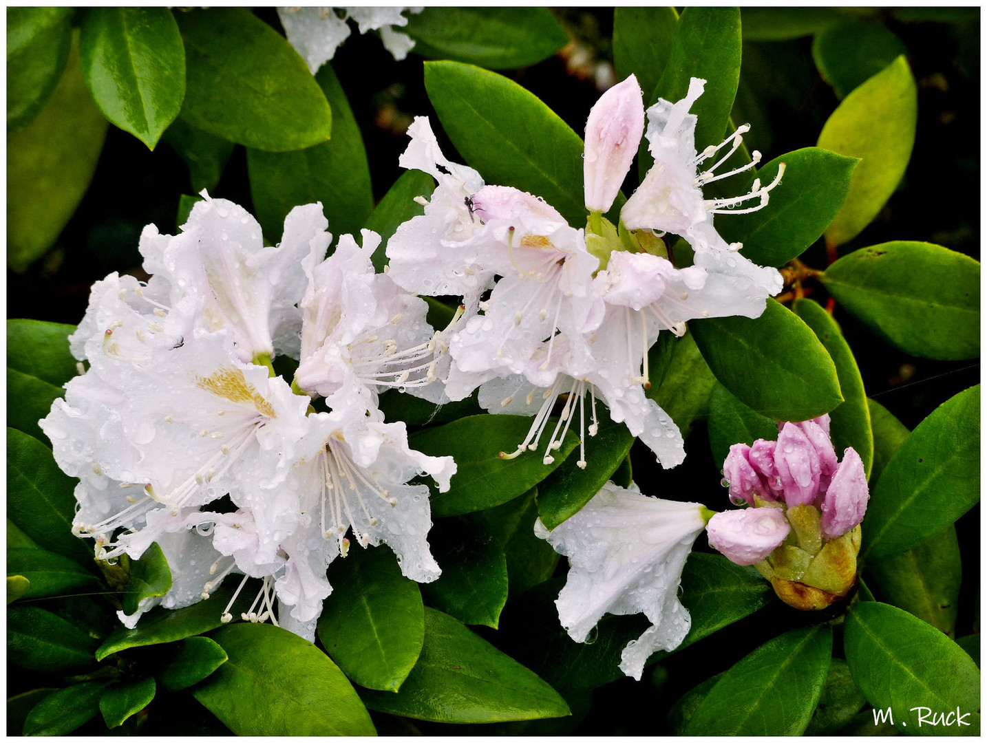 Die Rhododendren beginnen aufzublühen ! Foto & Bild | pflanzen, pilze ...