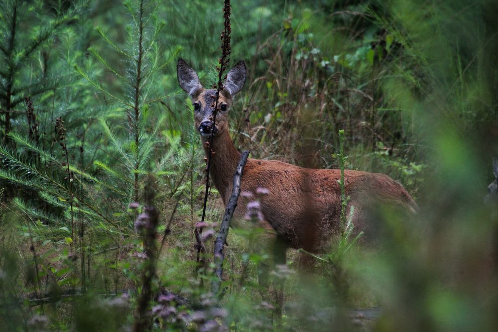 Die Ricke Foto & Bild | tiere, wildlife, säugetiere Bilder auf ...