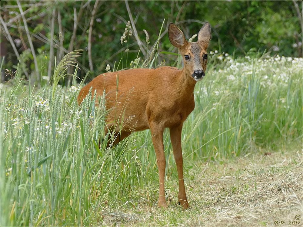 Die Ricke ... Foto & Bild | natur, tiere, wildlife Bilder auf fotocommunity