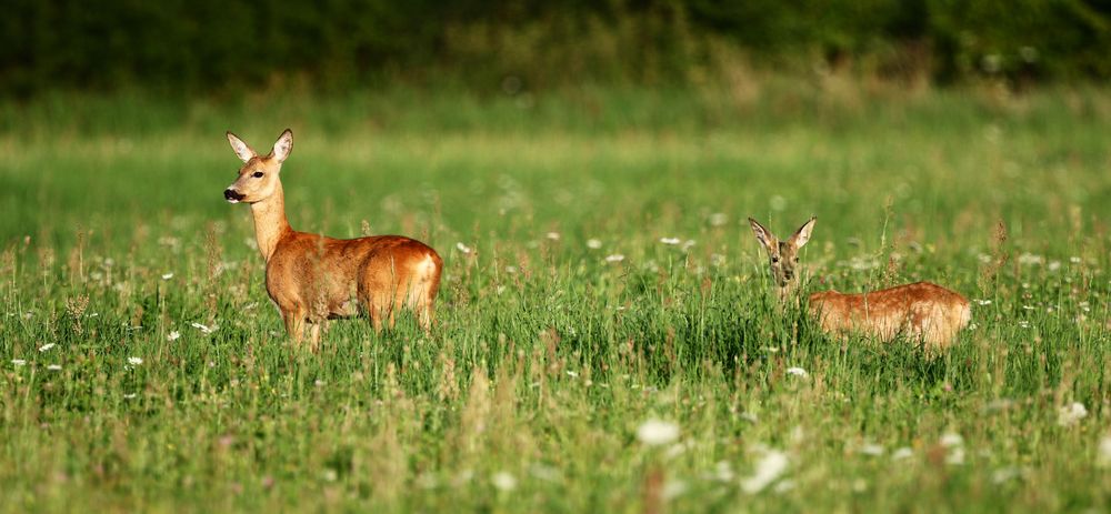 Die Ricke... Foto & Bild | tiere, wildlife, säugetiere Bilder auf ...