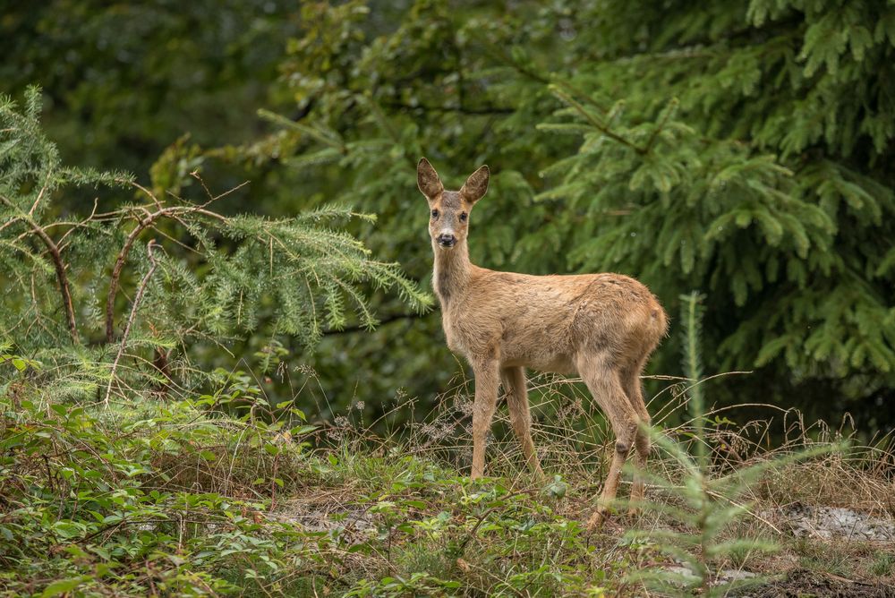 Die Ricke Foto & Bild | natur, tiere, wildlife Bilder auf fotocommunity