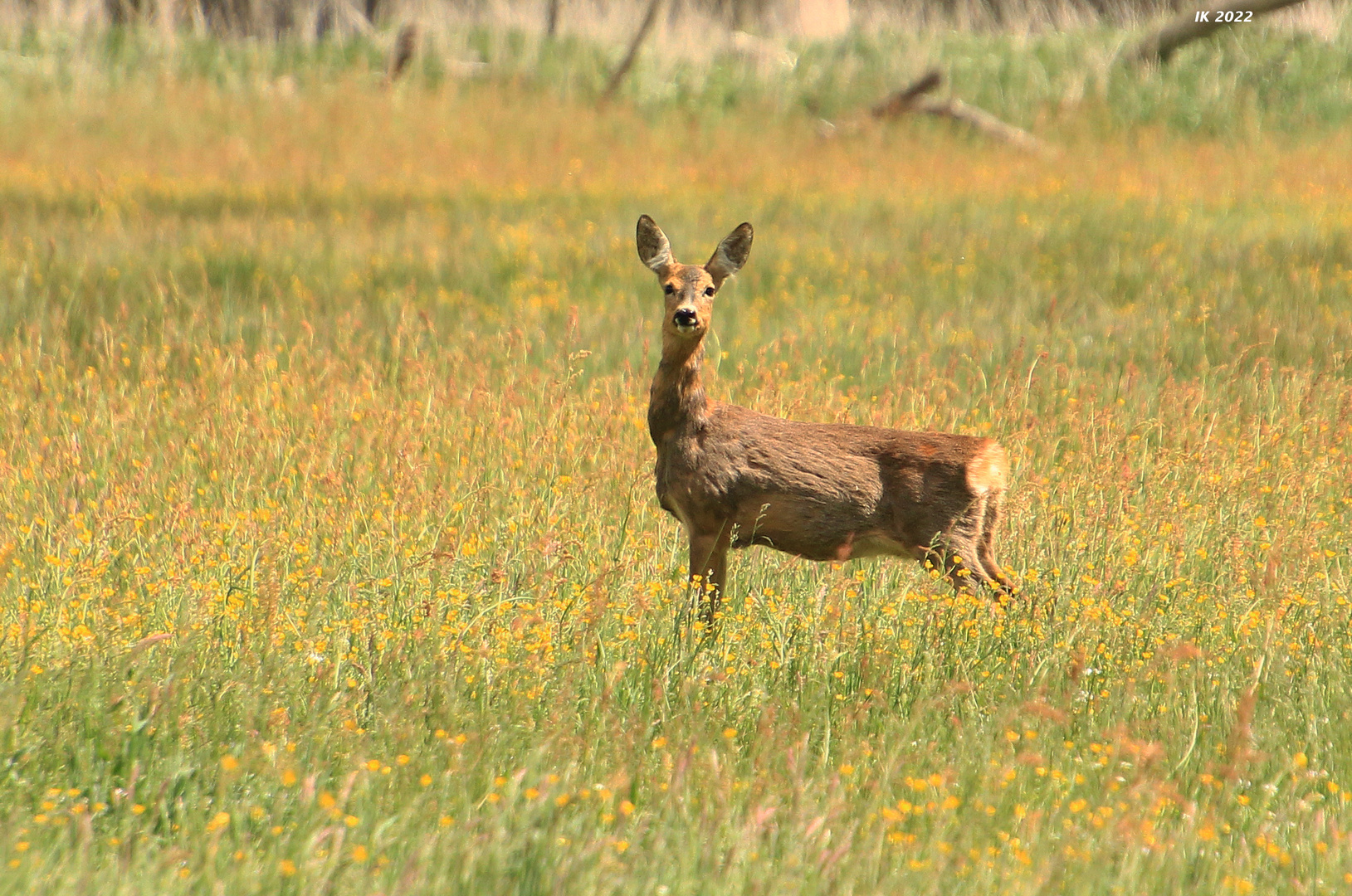 Die Ricke..... Foto & Bild | tiere, wildlife, säugetiere Bilder auf ...