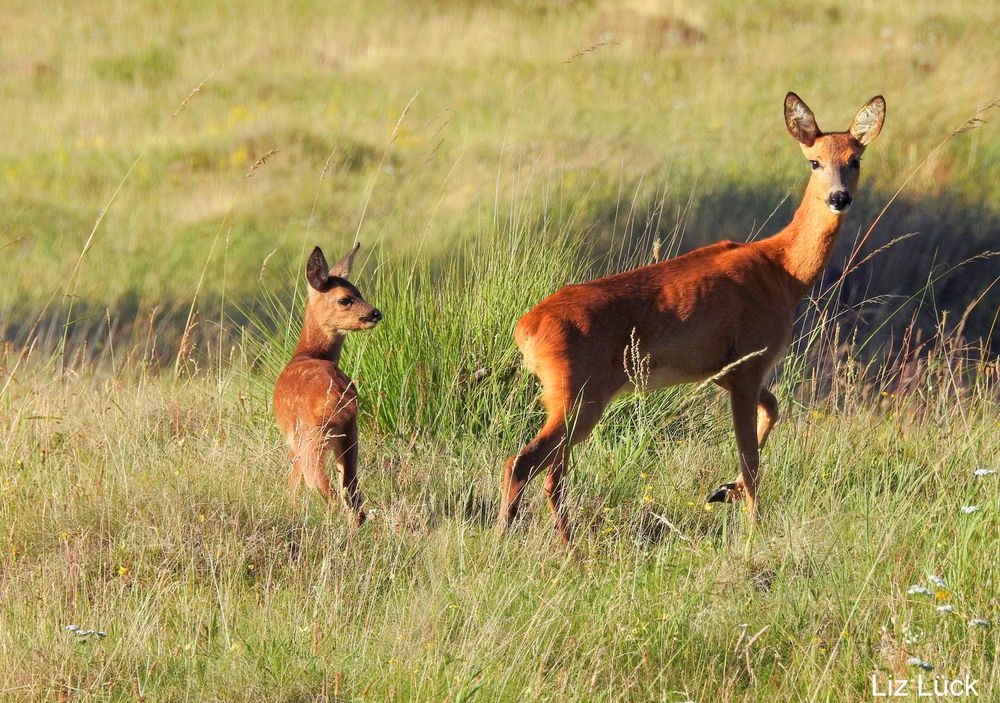 Die Ricke und ihr Kitz Foto & Bild | tiere, wildlife, säugetiere Bilder ...