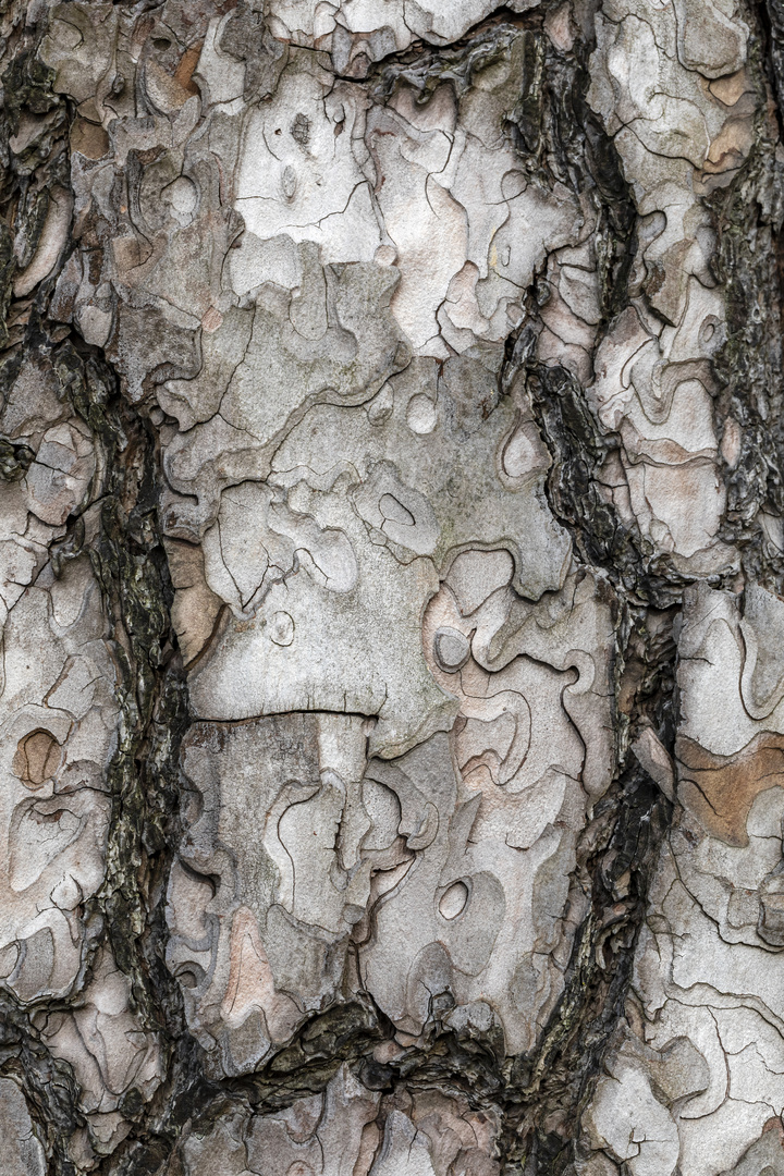 Die Rinde einer Kiefer ... Foto & Bild | bäume, natur, detail Bilder ...