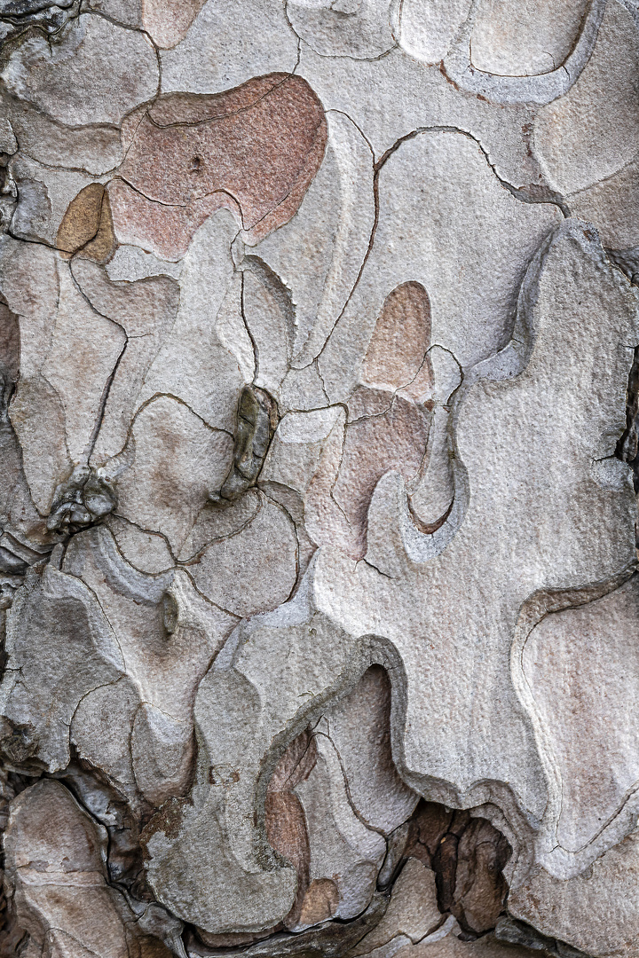 Die Rinde einer Kiefer ... (2) Foto & Bild | pflanzen, pilze & flechten ...