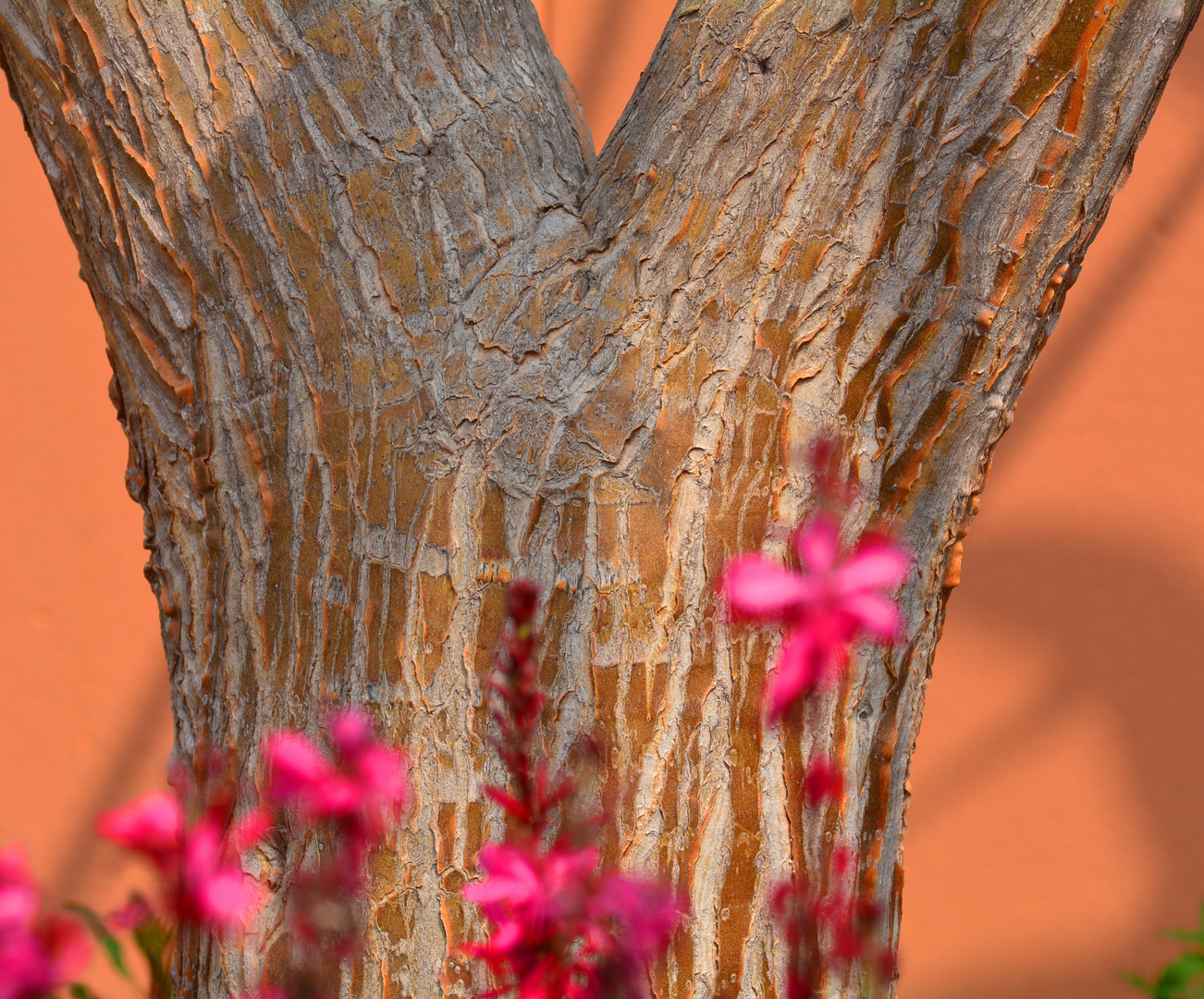 Die Rinde meiner Baumaloe Foto & Bild | pflanzen, pilze & flechten ...